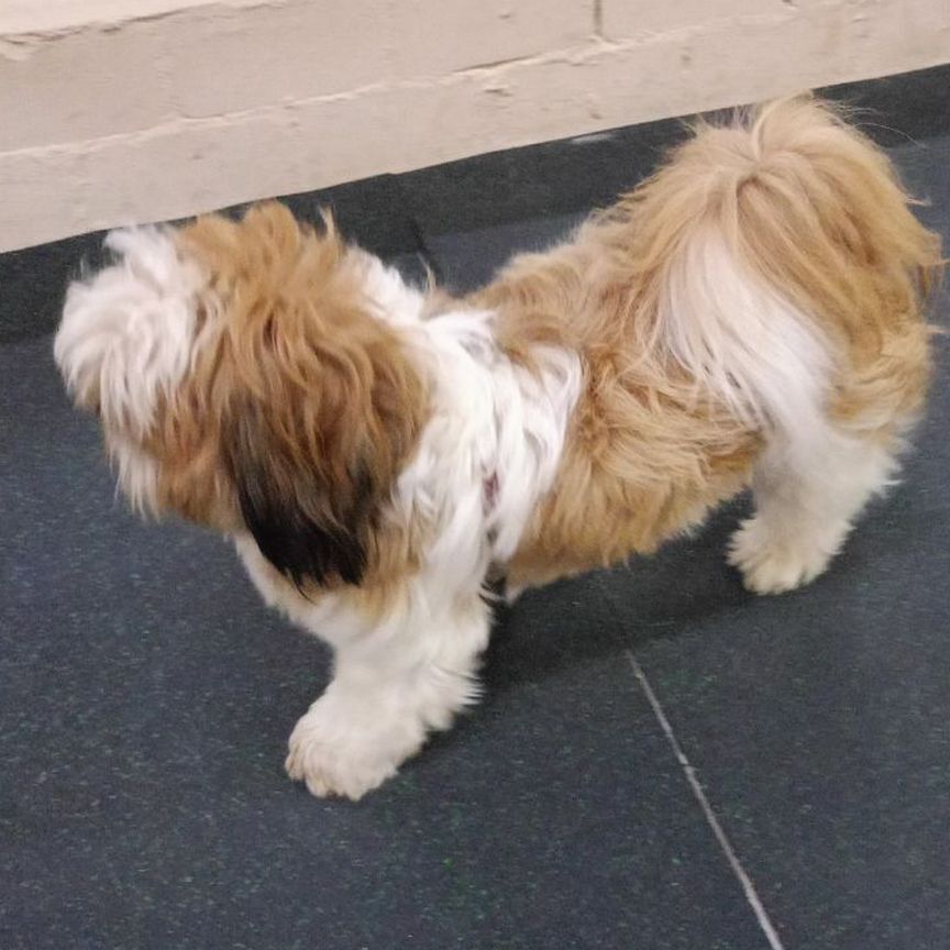 Ши-тцу, вязка