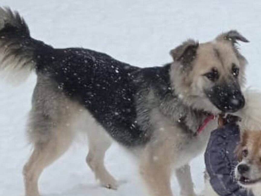 Собака в добрые руки