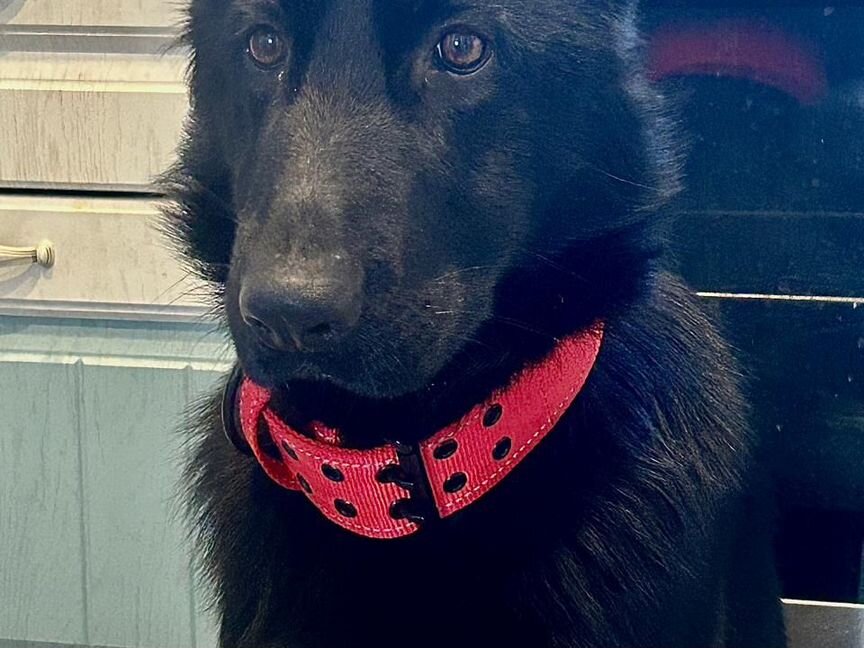 Черная немецкая овчарка