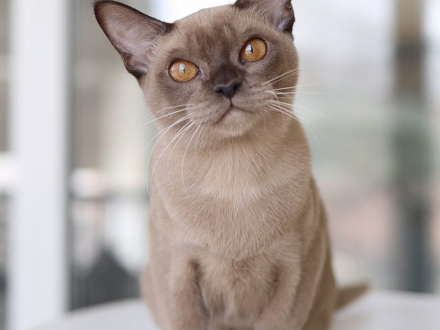 Бурма шоколадная девочка