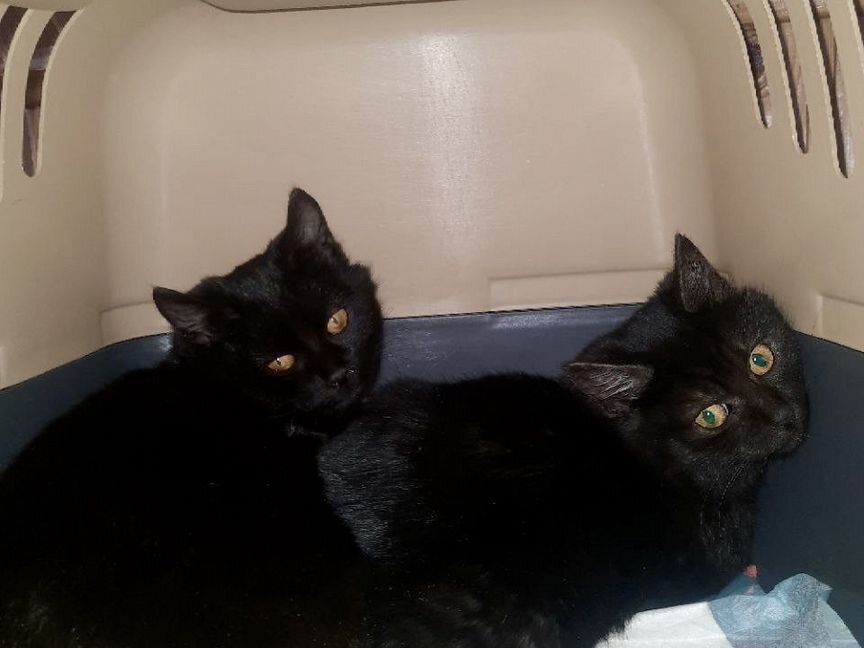 Котят нужно спасать