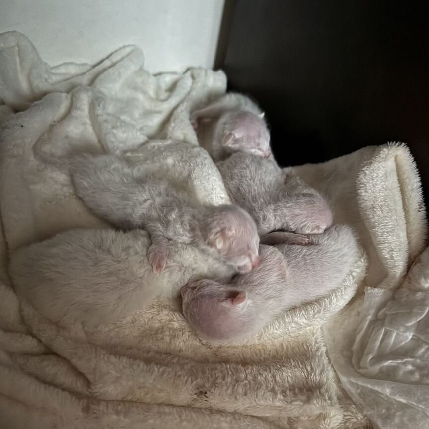 Донской сфинкс котёнок