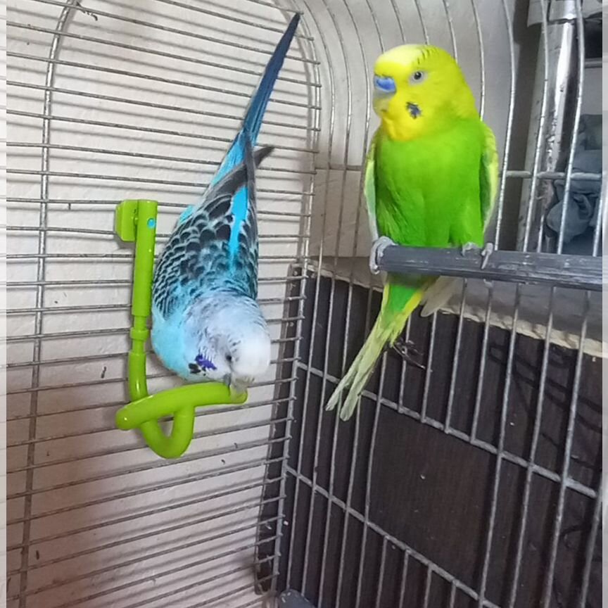 Волнистый попугай