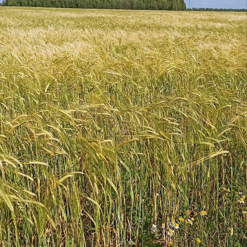 Сено солома