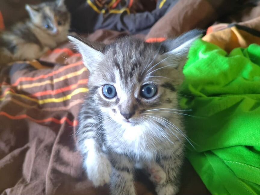 Котята пушистые