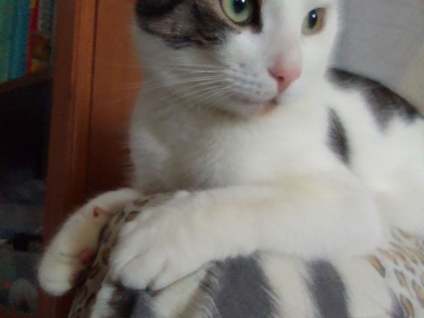 Ооочень ласковый котик. 1 год