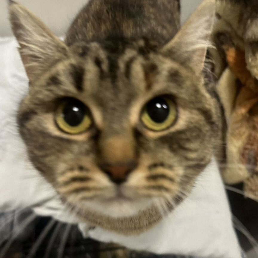 Взрослая кошка в добрые руки