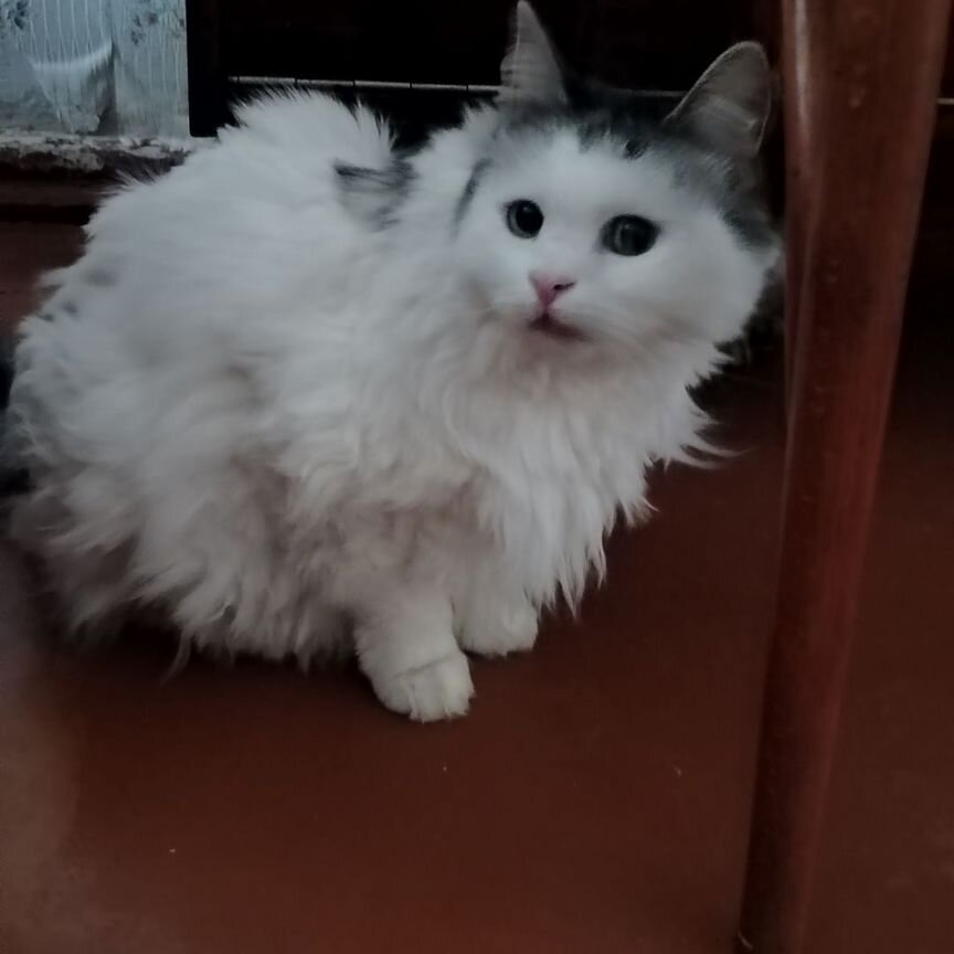 Кошечка ищет новый дом