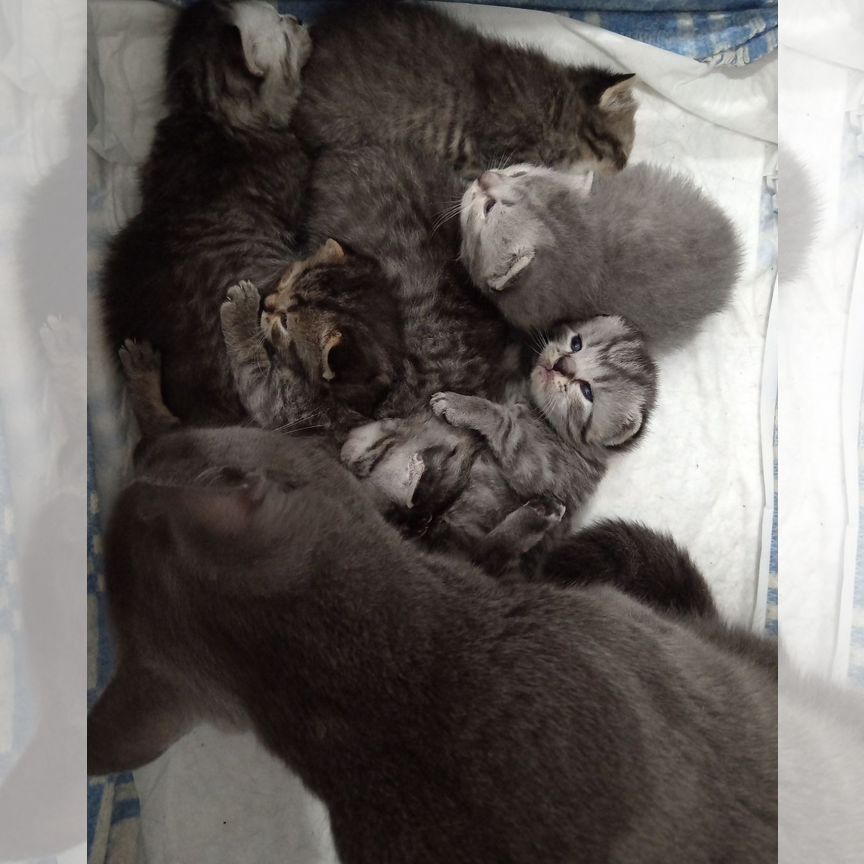 Британские котята