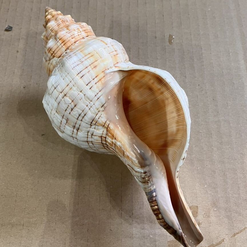 Морские ракушки