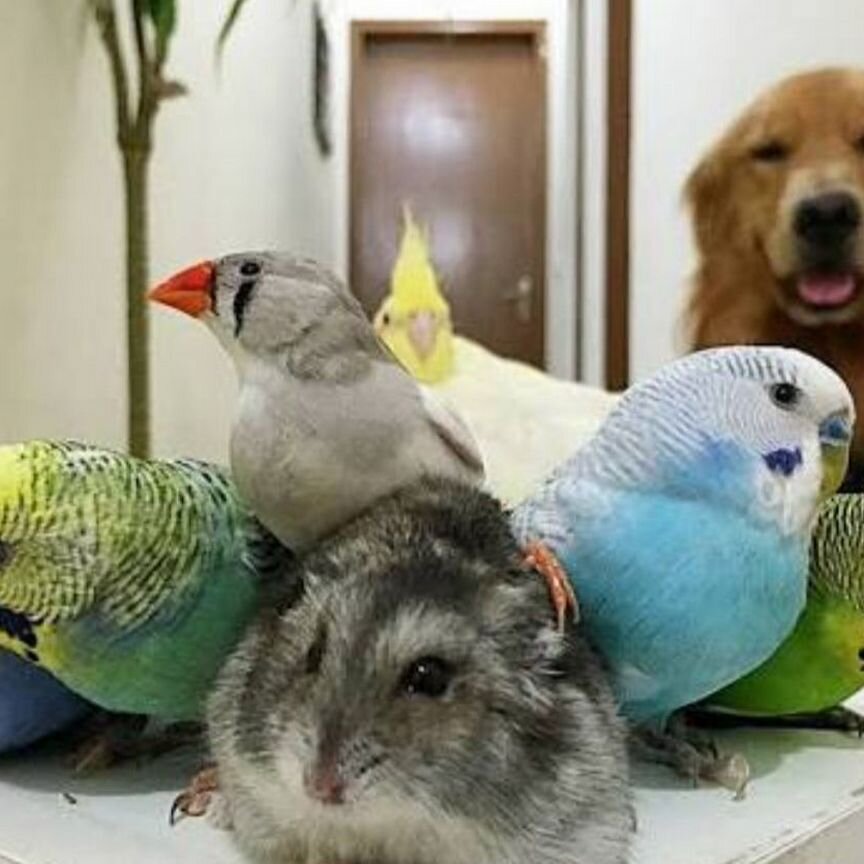 Попугаи, хомячки оптом