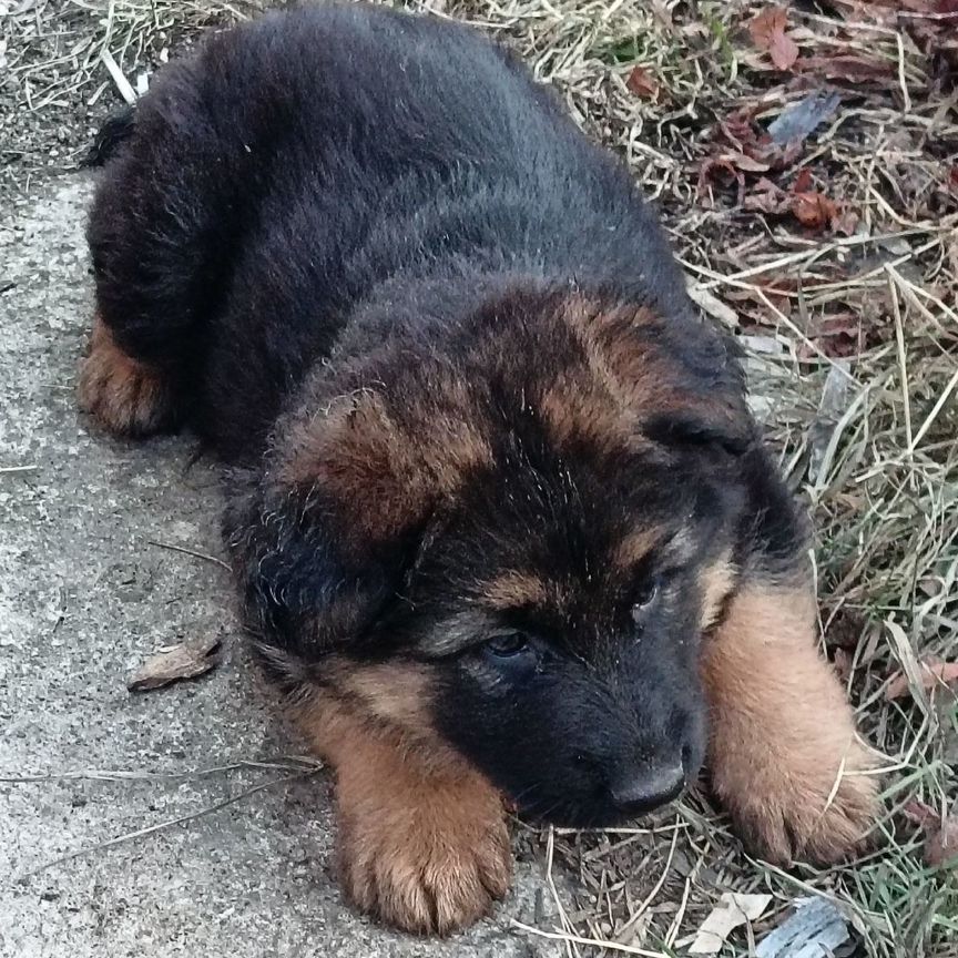 Немецкая овчарка, щенок