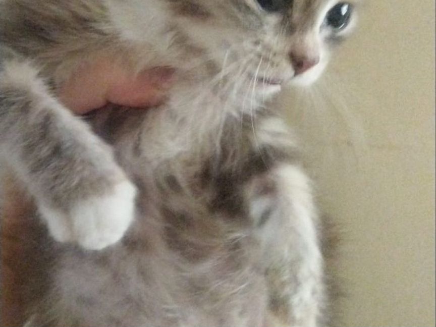 Кошка