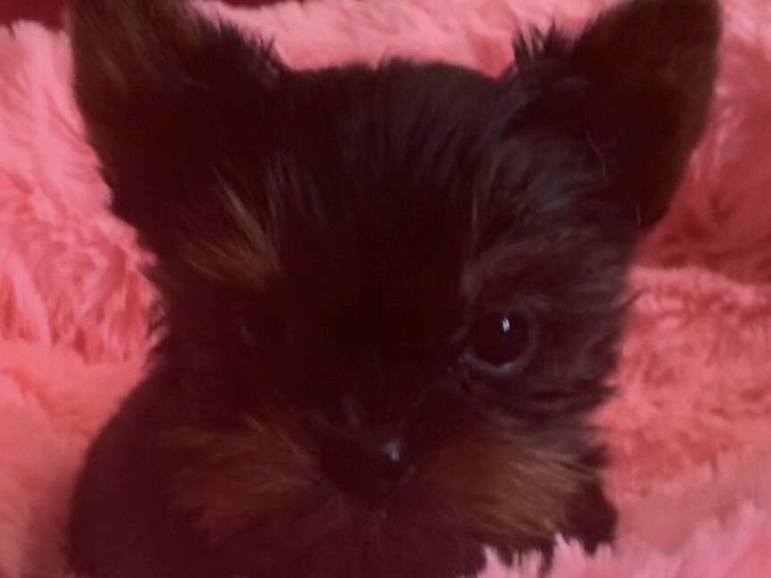 Великолепный йорк