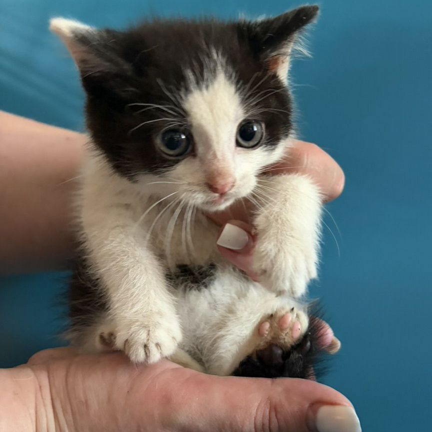 Котёнок из приюта