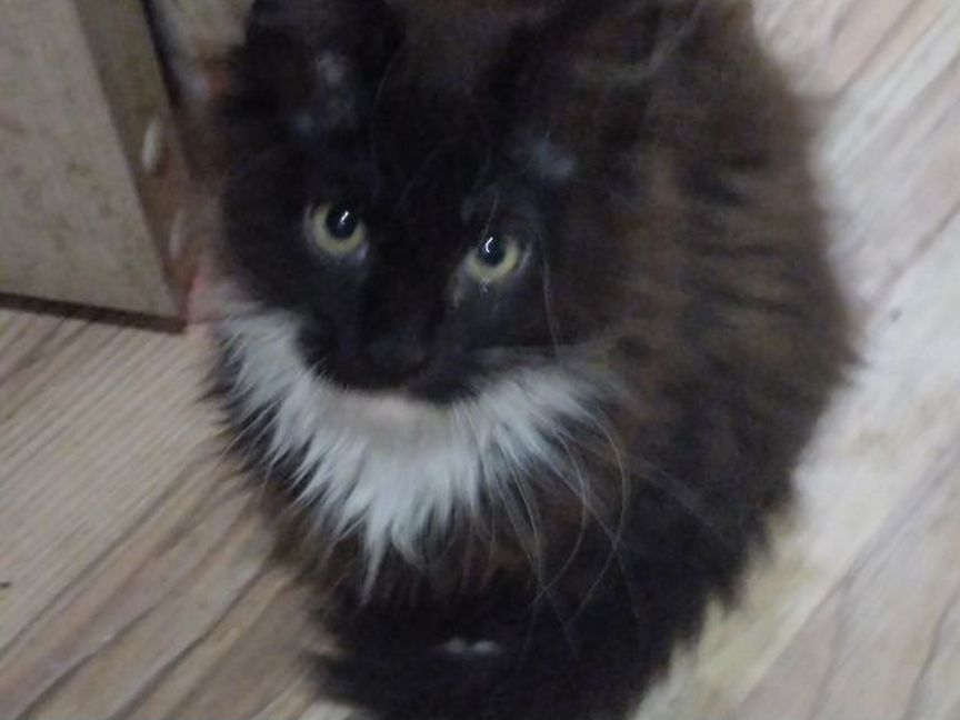 Мэйкун котята