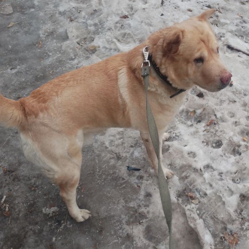 Лабрадор-ретривер, взрослый пёс