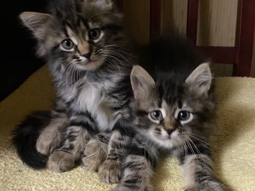 Котята