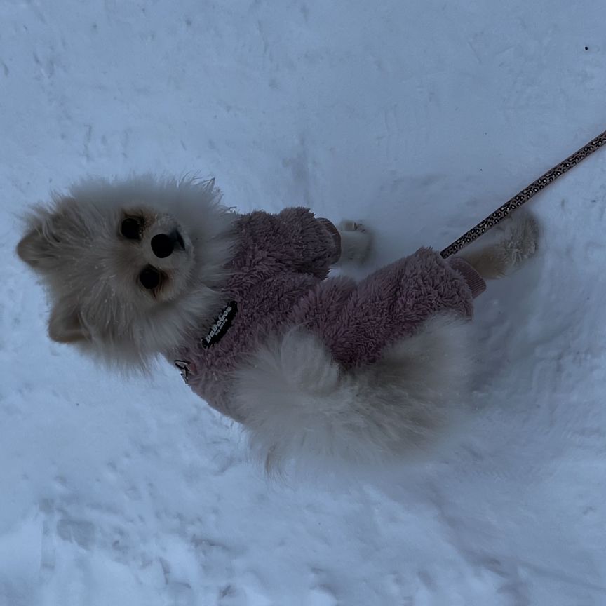 Немецкий шпиц, щенок