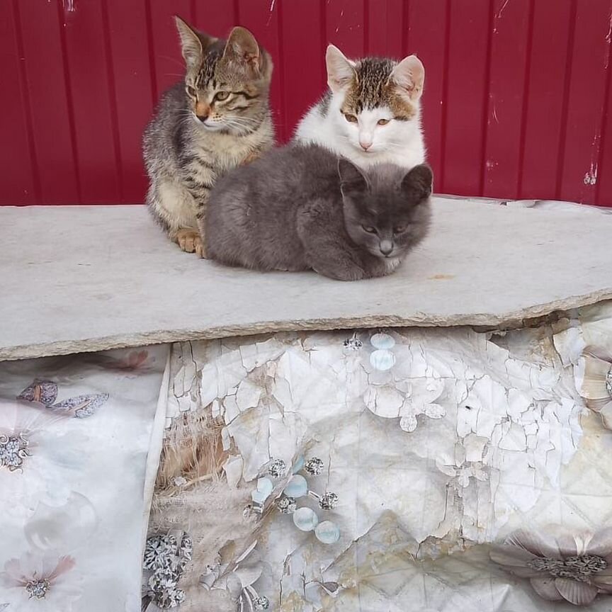 Котята в добрые руки бесплатно