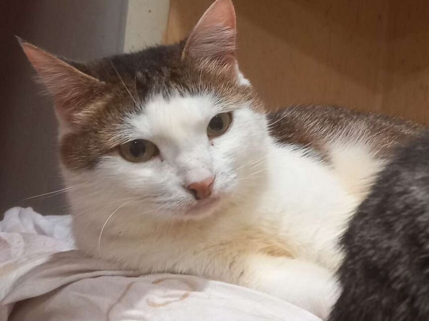 Нежнейшая и ласковая кошечка