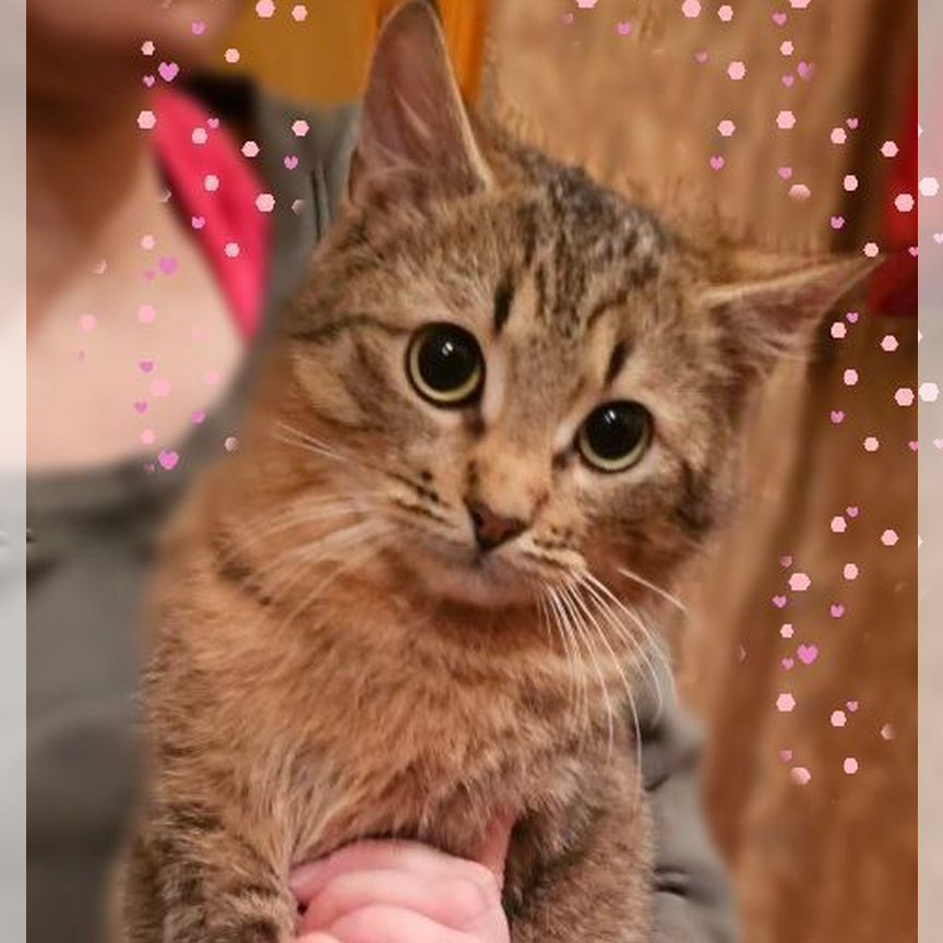 Котик - полосатик, 7 месяцев