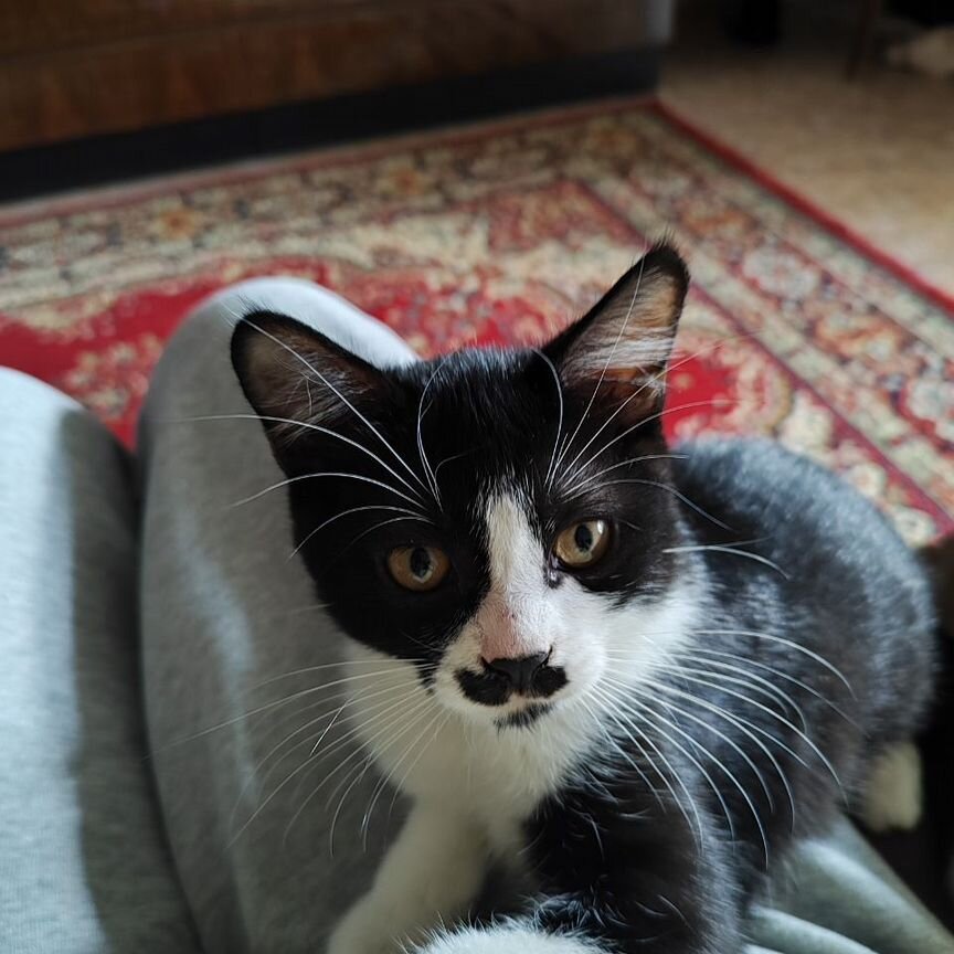 Котенок в добрые руки бесплатно