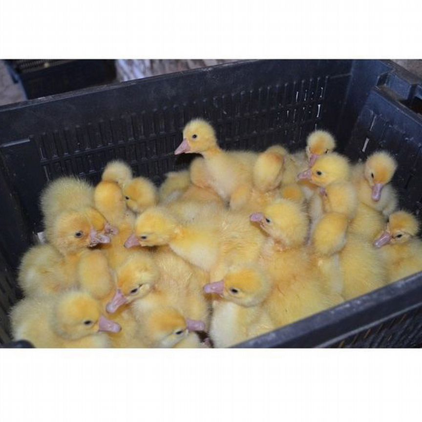 Гусята(Линда Благовар)