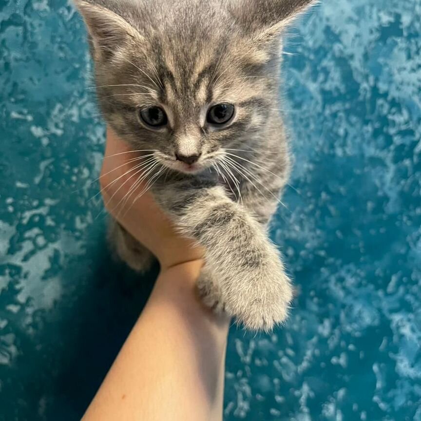 Ориентальный котёнок