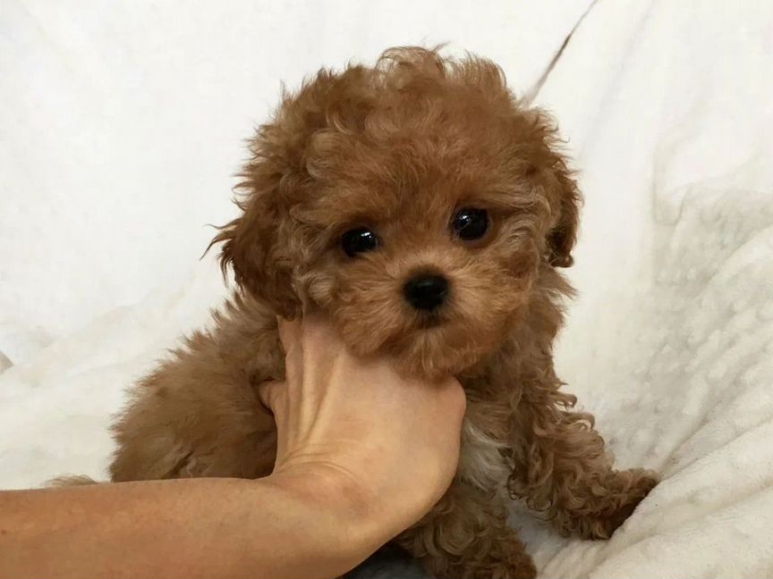 Мальтипу мини