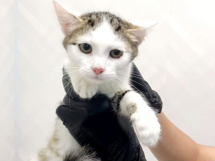 Котенок