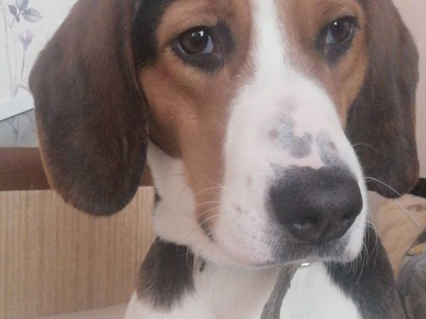 Эстонская гончая