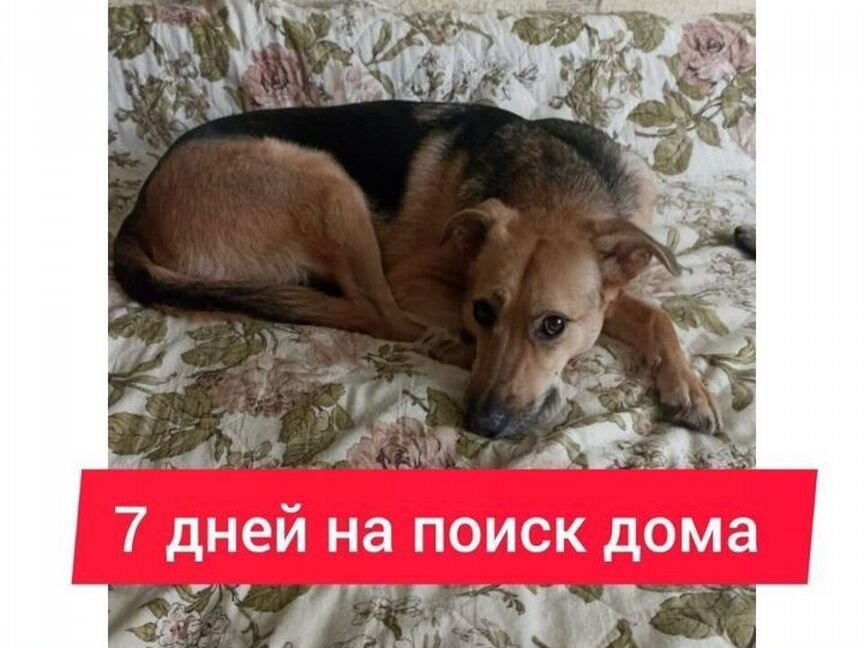 Собака очень ищет дом