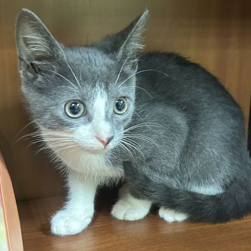 Ориентальный котёнок