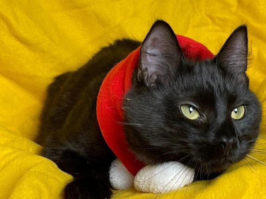 Котик Рубик остался совсем один в клеточке