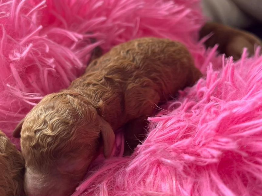 Той-пудель ред браун