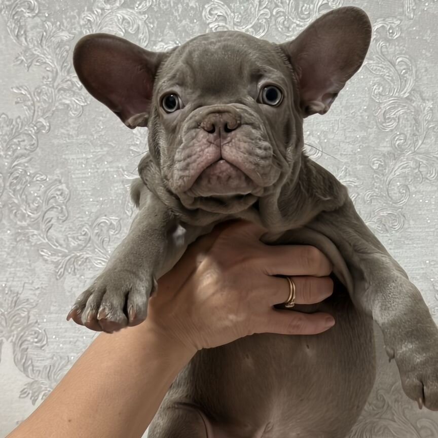 Французский бульдог, щенок