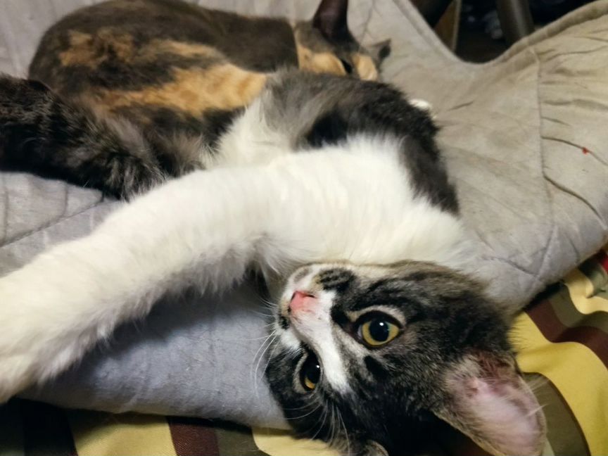 Котята в добрые руки