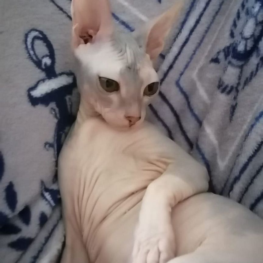 Канадский сфинкс котята