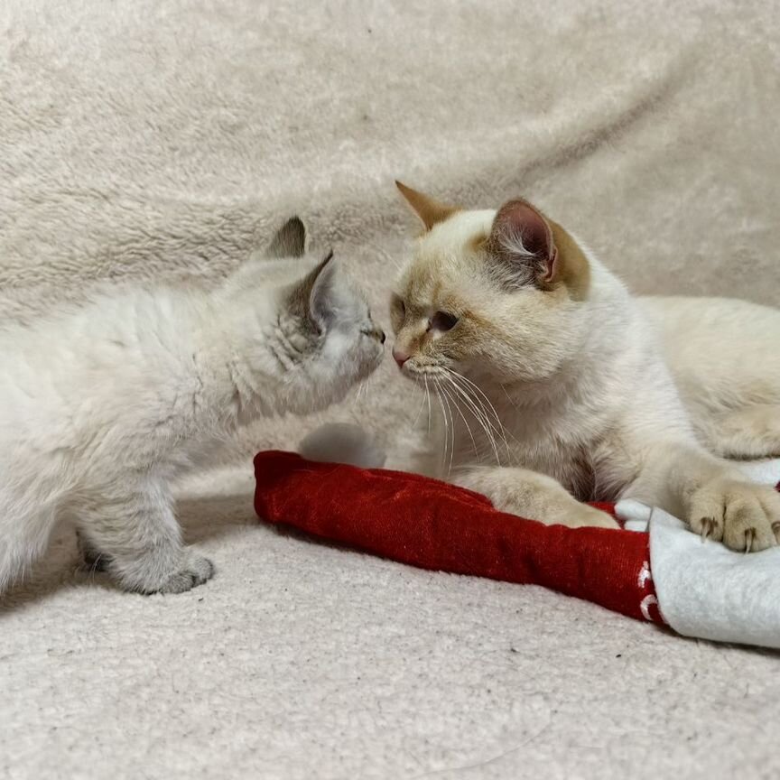 Невский маскарадный котёнок