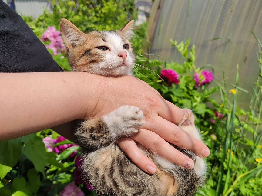 Котятки в добрые руки