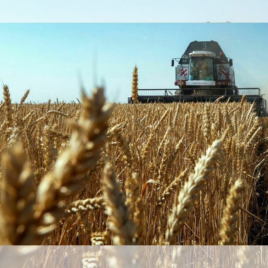 Продам зерно