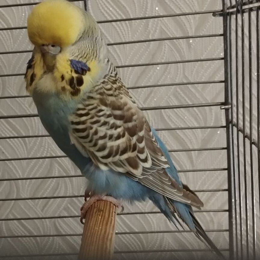 Волнистый попугай ввп чех