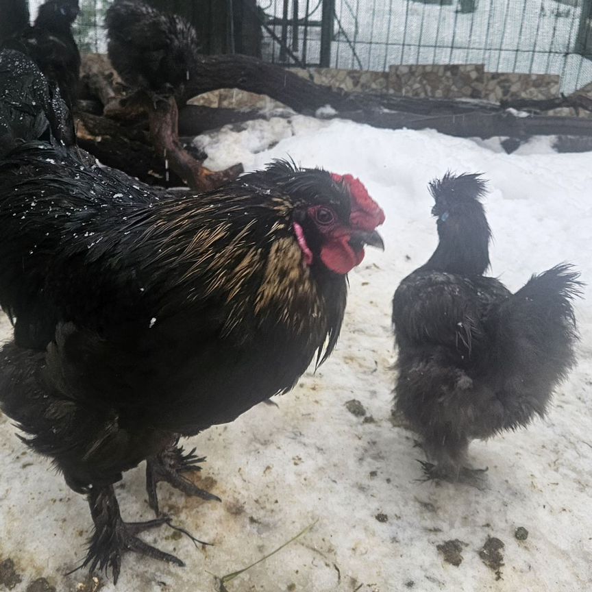 Продам шелковых петушков