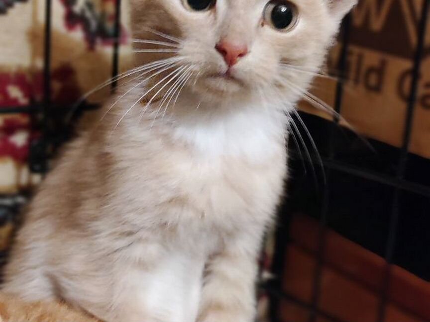 Котенок Персик