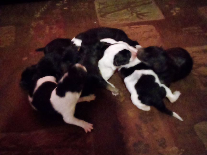 Щенки помесь стаффа