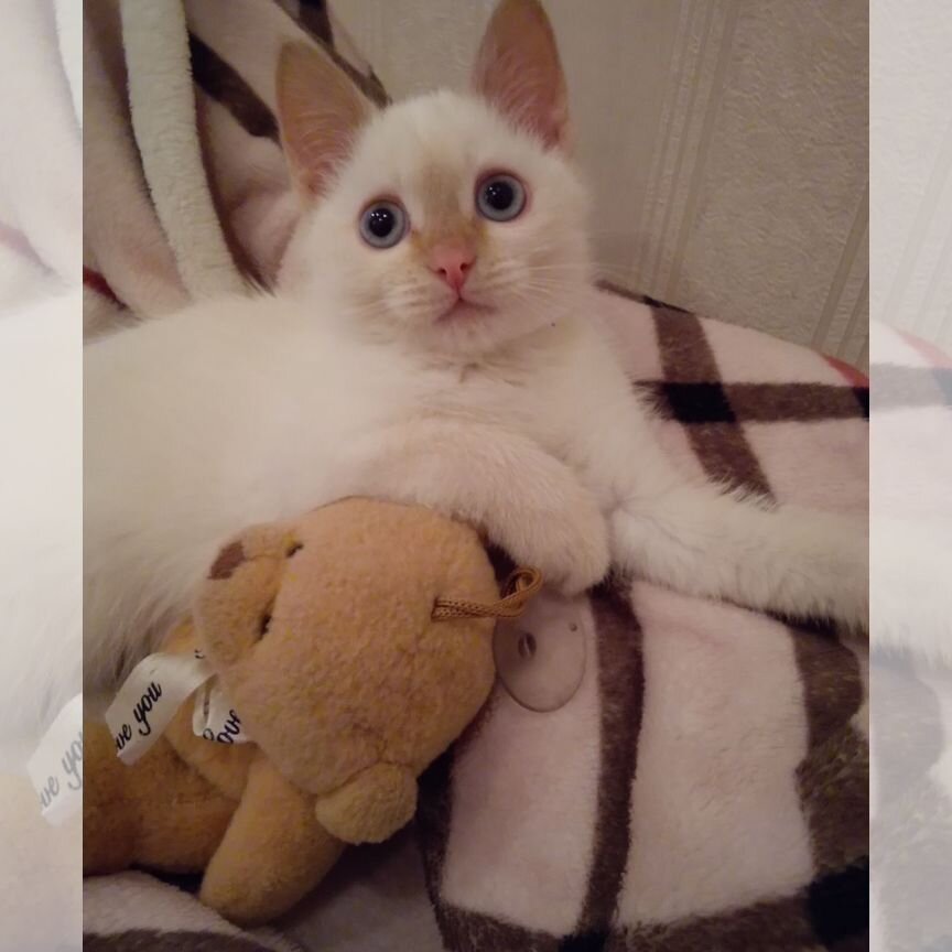 Котёнок от частного владельца