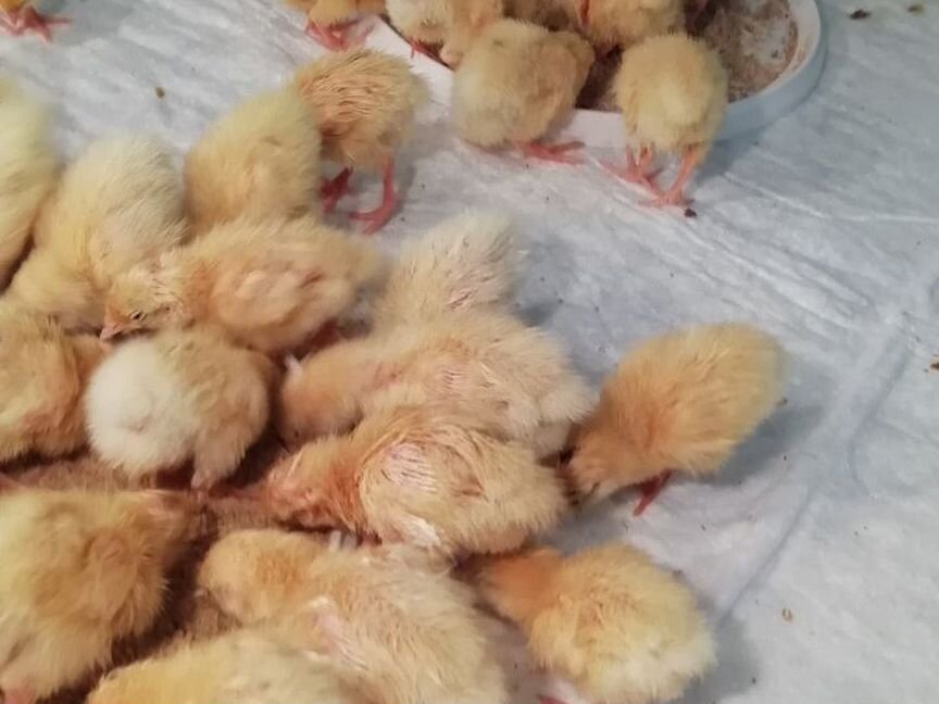 Цыплята перепелки