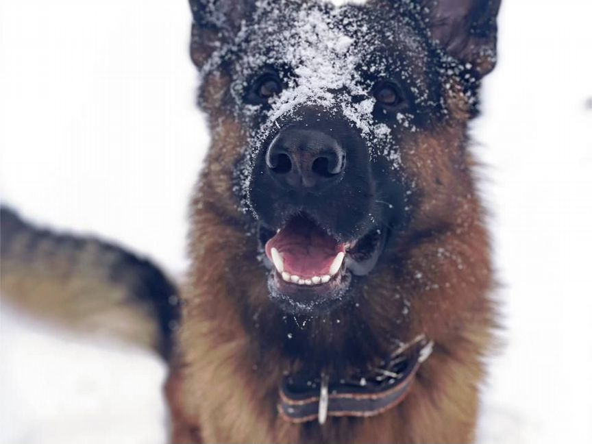 Немецкая овчарка