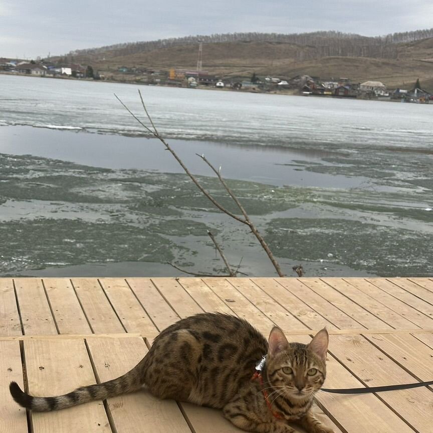 Отдам бенгальскую кошку